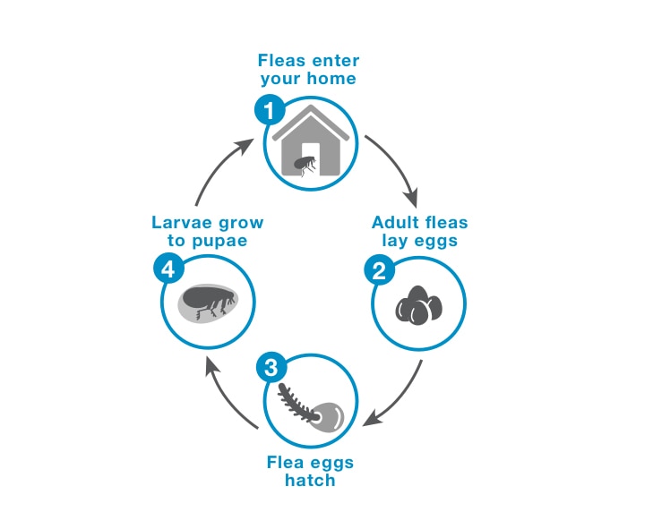 Flea Control Auckland – Ajet Pest Control